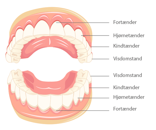 Visdomstænder - Hvornår skal de fjernes? - Dentalklinikken